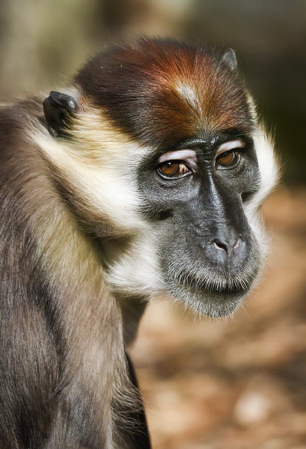 47+ Monkey profile Free Stock Photos - StockFreeImages