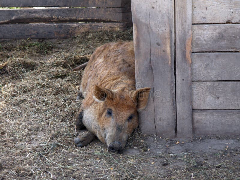 Mangalica - El Cerdo Húngaro Imagen de archivo - Imagen de ganados ...