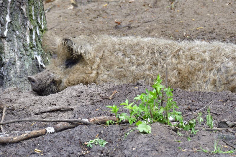Mangalica stock image. Image of mangalitza, breed, dirty - 95679199
