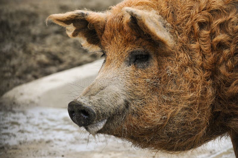 Mangalitsa pig stock image. Image of hoofed, mangalitsa - 22510905