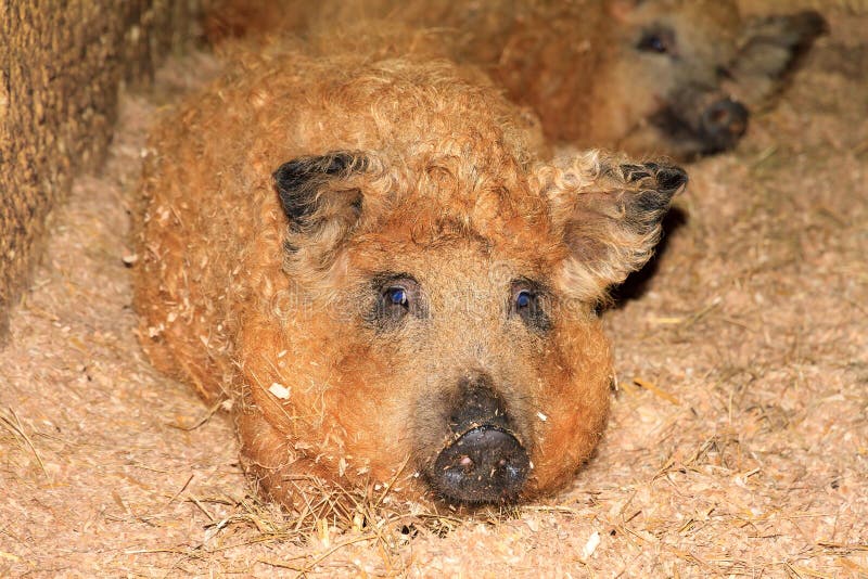 Cerdo De Mangalica, Domesticus Del Scrofa Del Sus Imagen de archivo ...