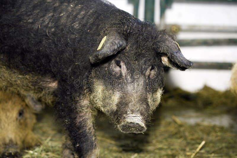 Mangalitsa Breeds Stock Photos - Free & Royalty-Free Stock Photos from ...