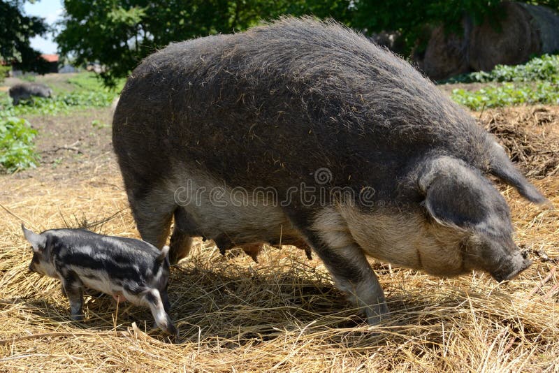 Mangalitsa pig stock image. Image of hoofed, mangalitsa - 22510905