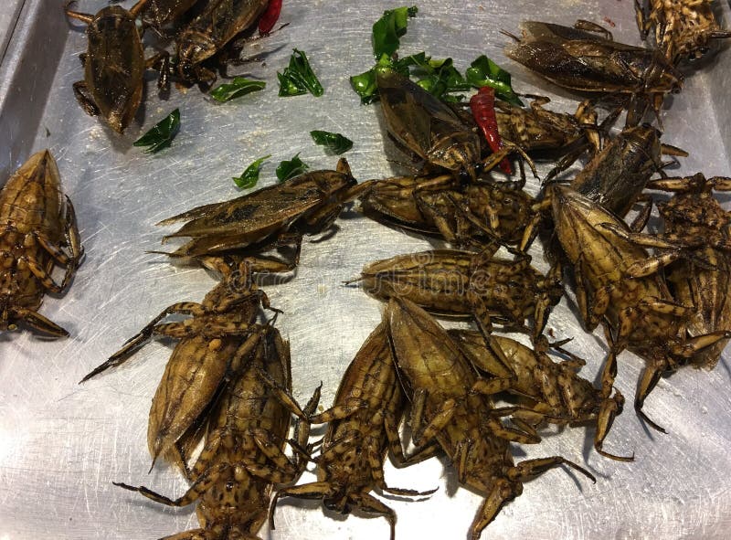 Grote Insecten, Kruipende Mei-kever, Die Zijn Vleugels Met Een Mooie ...