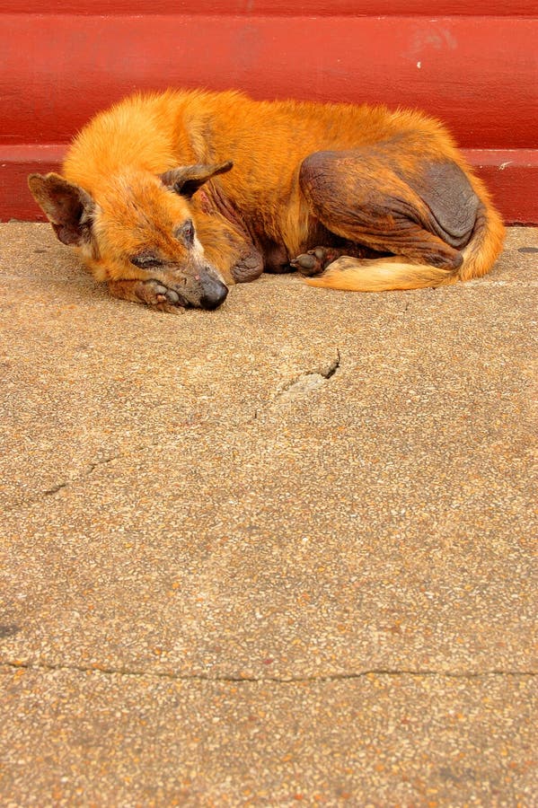 Mange stock image. Image of space, feral, mongrel, disease - 6065027