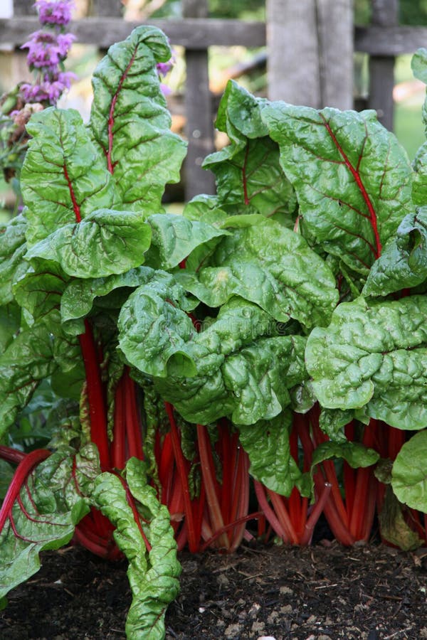 Mangold stock image. Image of seasonal, plants, green - 28881175