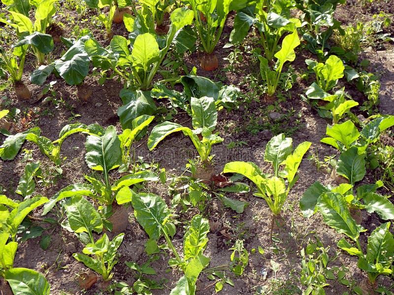 Fodder beet growing stock image. Image of food, animal - 28890097