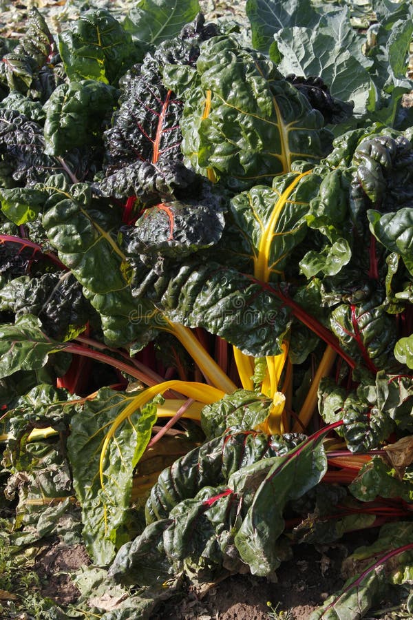 504 Mangel Vegetable Stock Photos - Free & Royalty-Free Stock Photos ...