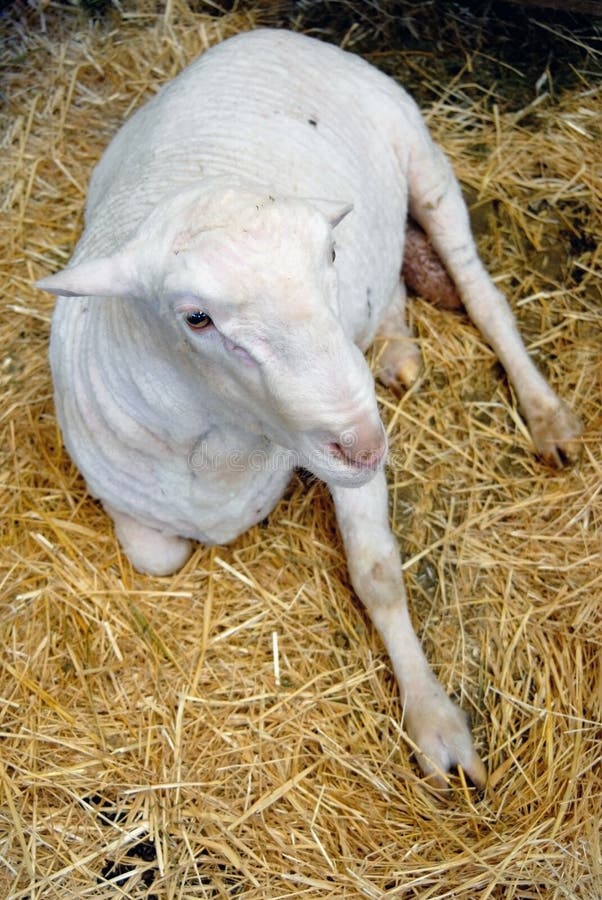 Manger Lamb Resting on the Hay. Upper View Stock Photo - Image of crib ...