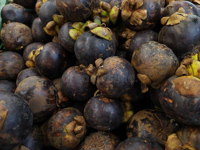 Manggis from Indonesian Fruit Stock Image - Image of agriculture ...