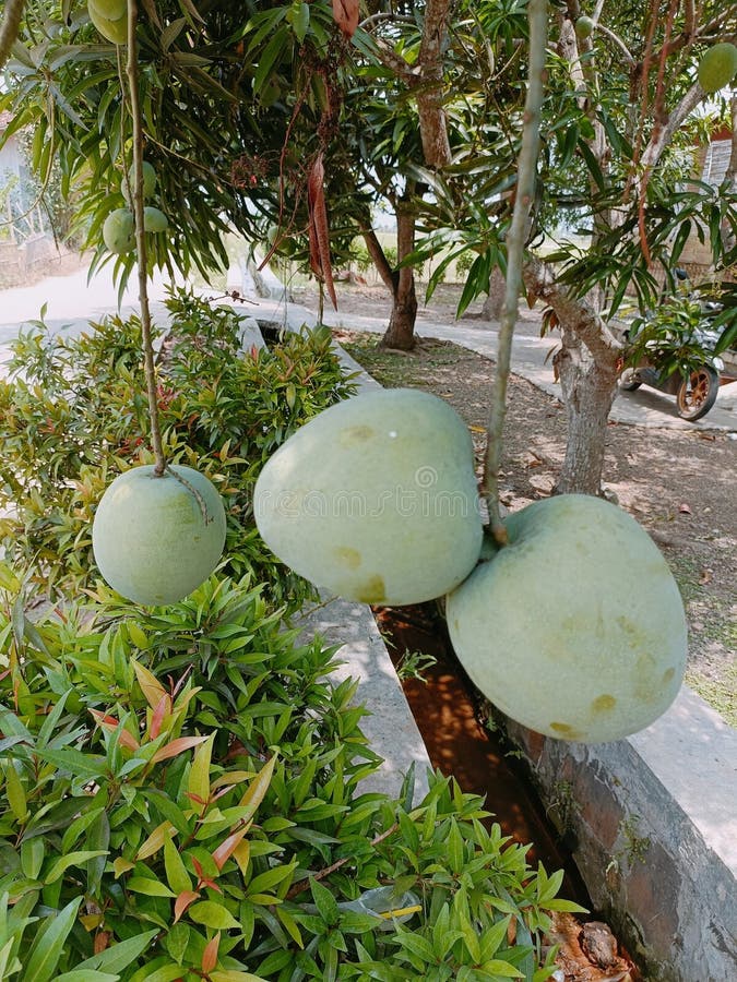 Manggo stock photo. Image of manggo, fruit, circle, indonesian - 305045640