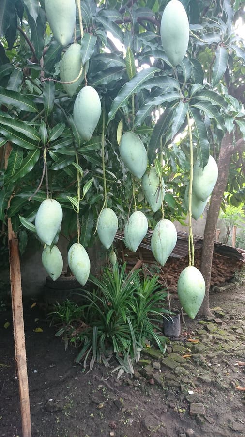 Manggo fruit stock photo. Image of garden, fruit, manggo - 262625942