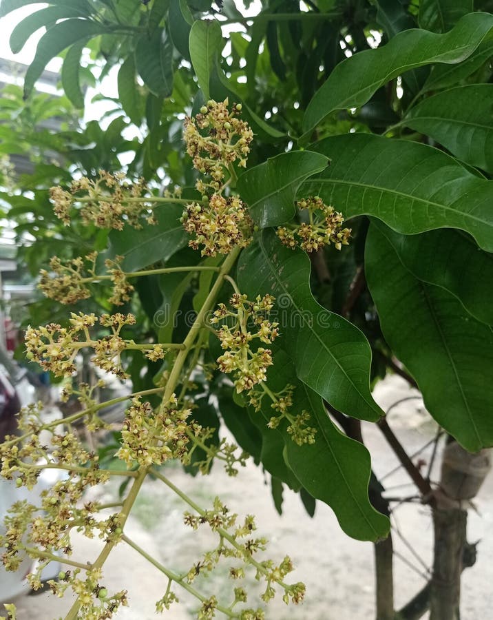 Manggo pollen tree stock photo. Image of manggo, vegetable - 202870242