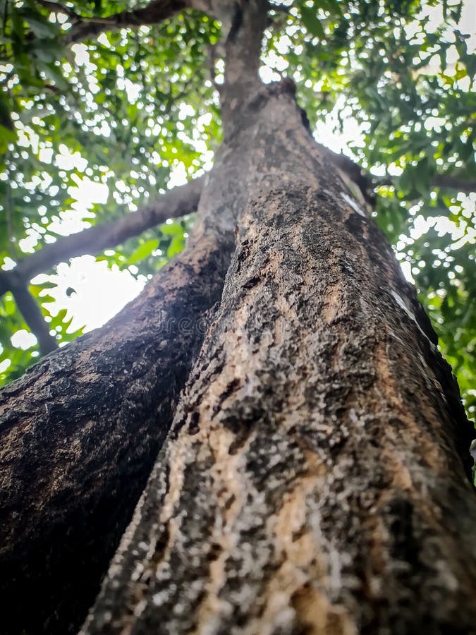 Top of Manggo Tree by Beautiful Sky Background Stock Image - Image of ...