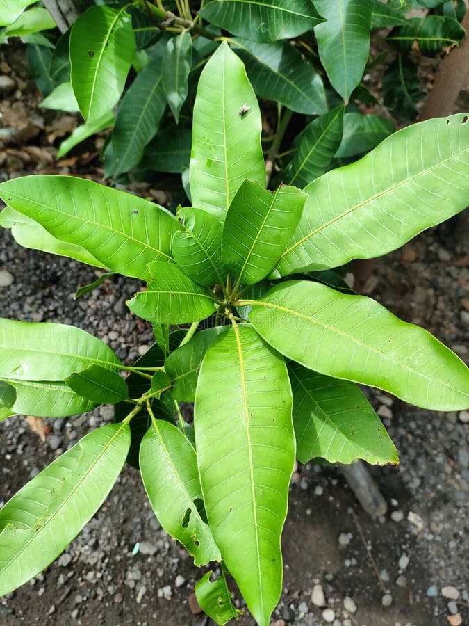 Manggo tree leaves stock photo. Image of produce, evergreen - 262781076