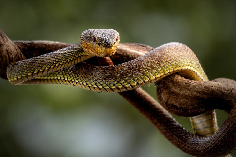 Manggrove Pit Viper Snake Closeup Face, Animal Closeup Stock Image ...