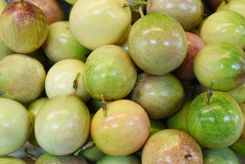 Manghi immagine stock. Immagine di coltivato, tropicale - 107183993