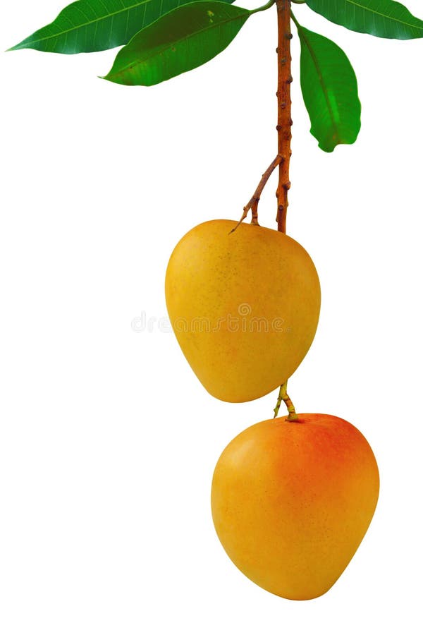 Manghi immagine stock. Immagine di documento, dieta, spremuta - 93454163