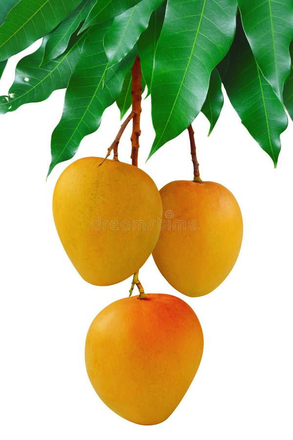 Manghi fotografia stock. Immagine di ricco, yellow, saporito - 34763534