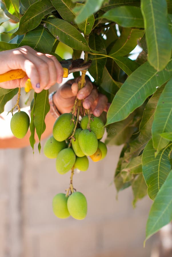Manghi Su Un Albero Di Mango In Piantagione Immagine Stock - Immagine ...