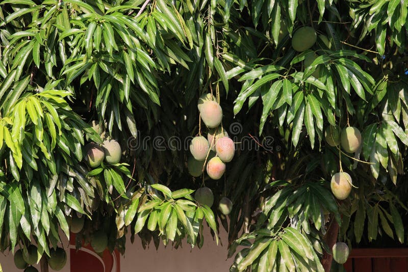 Manghi Su Un Albero Di Mango Su Ukulhas, Maldive Immagine Stock ...