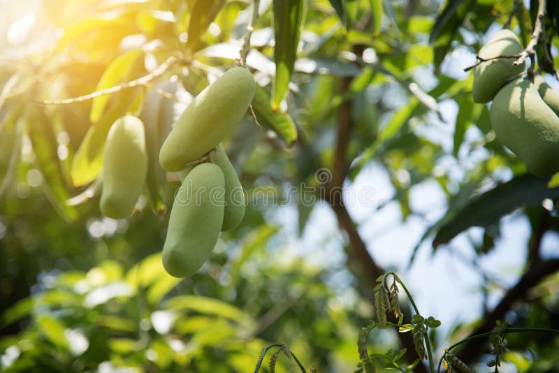 Manghi Sull'albero Di Mango Fotografia Stock - Immagine di crescere ...