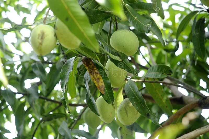 A Mango is a Juicy Stone Fruit Drupe Stock Photo - Image of healthy ...