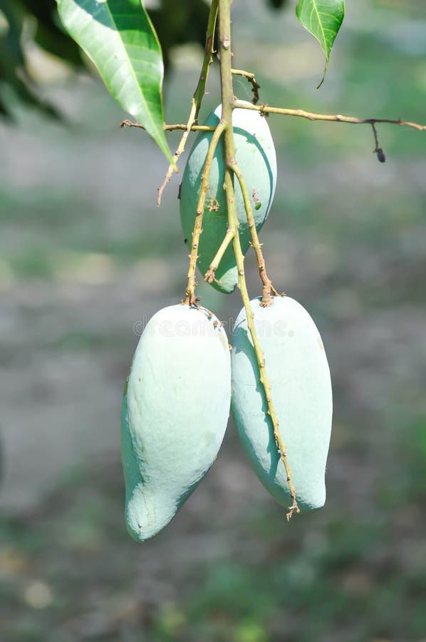 Mangifera Indica, Mango or Mango Seed on the Mango Tree Stock Photo ...