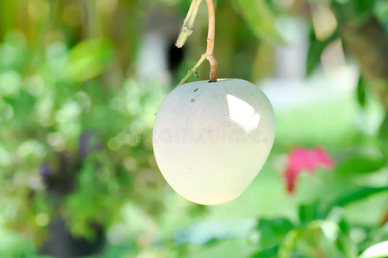 Mangifera Indica, Mango or Mango Seed on Mango Tree Stock Image - Image ...