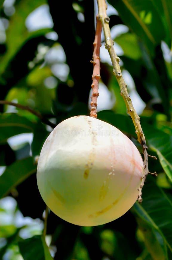 Mangifera Indica, Mango or Mango Seed on Tree Stock Photo - Image of ...