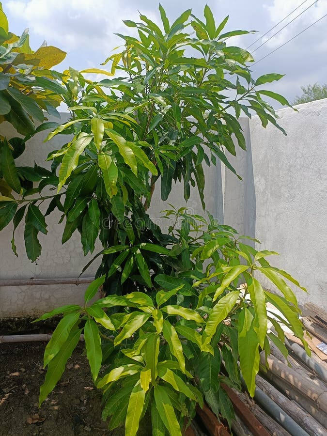 Mangifera indica tree stock image. Image of garden, natural - 254530745