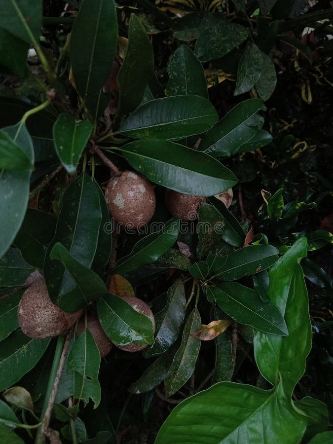 Mangifera Pajang stock image. Image of sawo, mangifera - 368817245