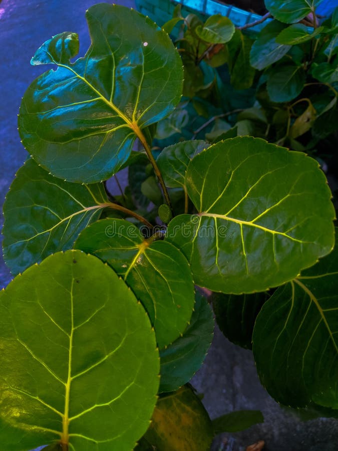 Mangkokan Leaf Herbal Plant from Indonesia Stock Photo - Image of leaf ...
