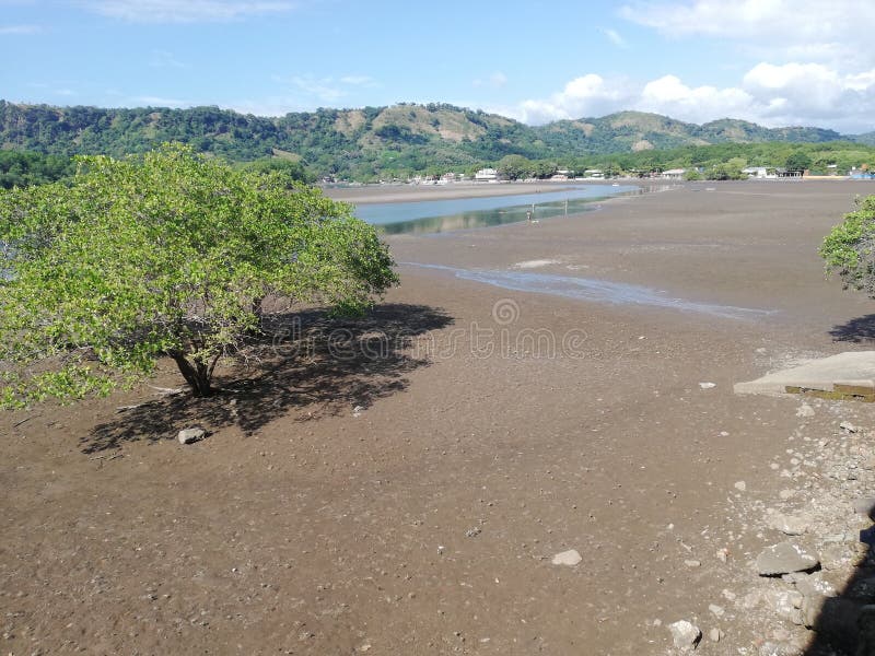 Manglar. Mata De Limon. Costa Rica. Foto de archivo - Imagen de planta ...