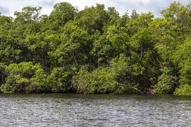 Manglares a Lo Largo Del Mar Imagen de archivo - Imagen de clima, hojas ...
