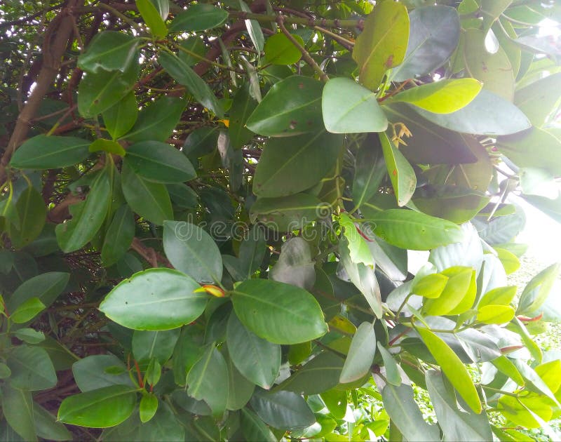 Mangle Indio, Planta Marina, Mangles Imagen de archivo - Imagen de ...