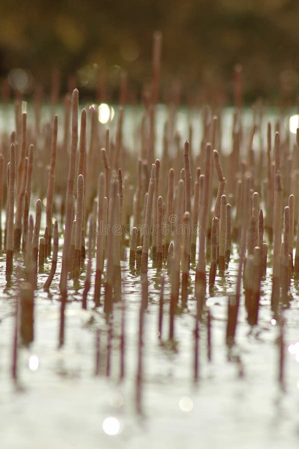 Mangle joven imagen de archivo. Imagen de hidroterapia - 38097887