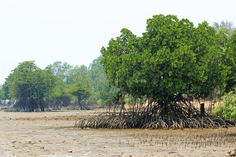 Fruta O Semilla Del Mangle (stylosa Del Rhizophora). Foto de archivo ...