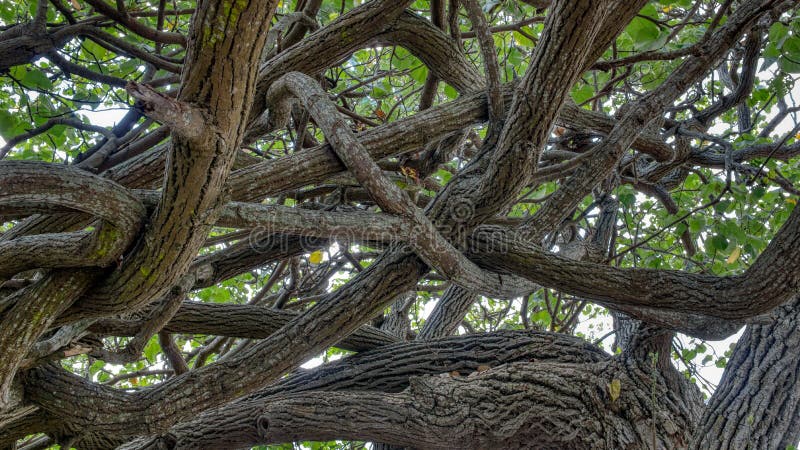 Mangled Tree Trunk Of A Large Tree Close Up, Wide Image Stock Image ...