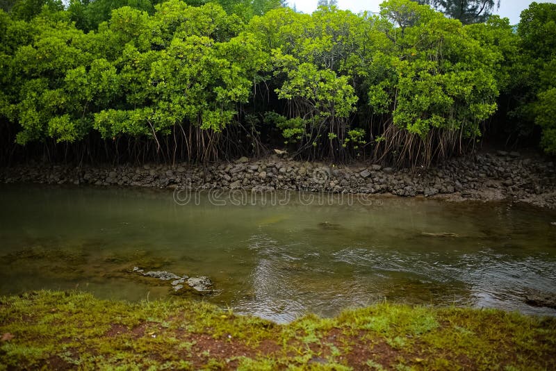 Mangles Fotos De Stock - Descarga 7,911 Fotos Libres de Derechos