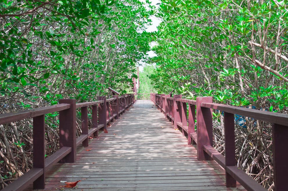 Mangles imagen de archivo. Imagen de hermoso, follaje - 26216075