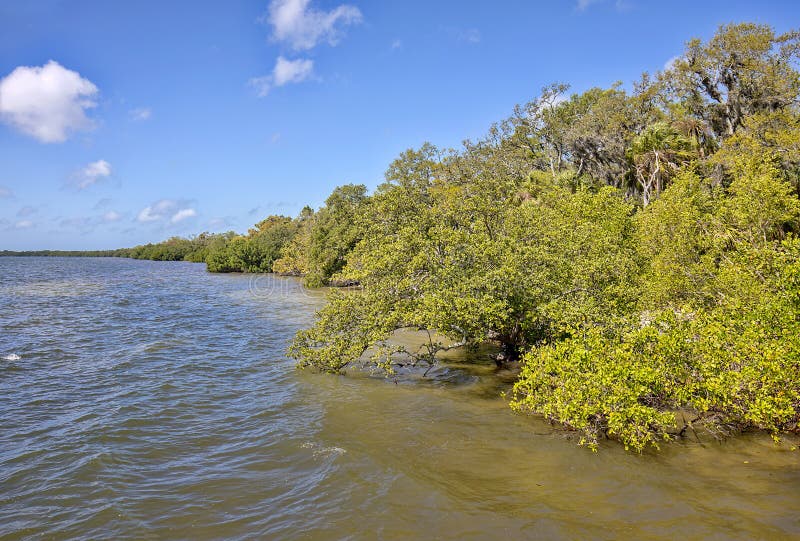Mangles Fotos De Stock - Descarga 7,911 Fotos Libres de Derechos