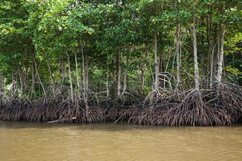 Mangles Durante Marea Inferior, Zanzibar Imagen de archivo - Imagen de ...