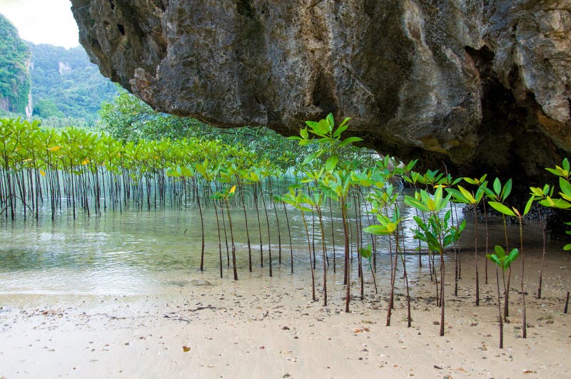 Mangles En Agua Verde En La Playa Foto de archivo - Imagen de turismo ...
