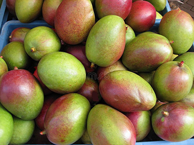 Mango stock image. Image of natural, tasty, fresh, tropics - 11085373