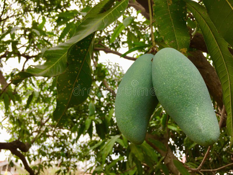 Mango stock afbeelding. Image of vrucht, aziatisch, gezondheid - 114461677