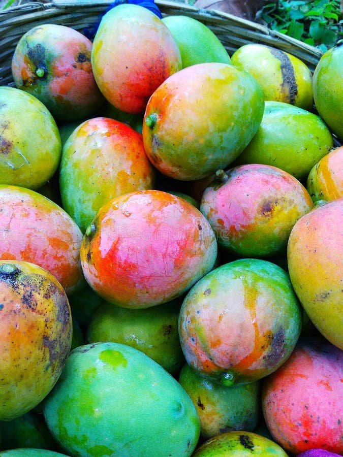 Mango foto de archivo. Imagen de mango, colorido, cubo - 117935598