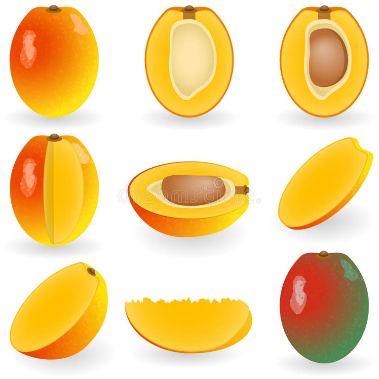 Ripe Mangoes Stock Illustrations – 554 Ripe Mangoes Stock Illustrations ...