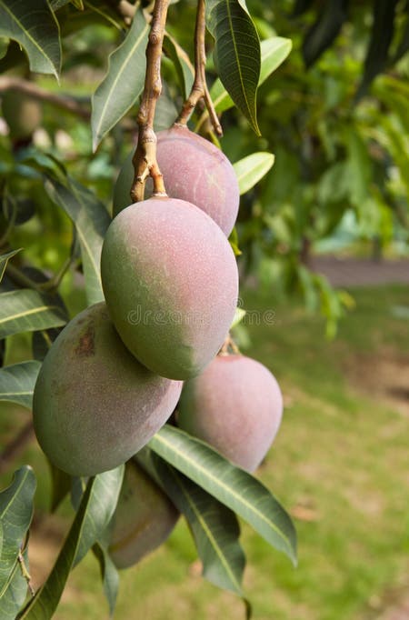 Mango Leaf Front Back Stock Photos - Free & Royalty-Free Stock Photos ...