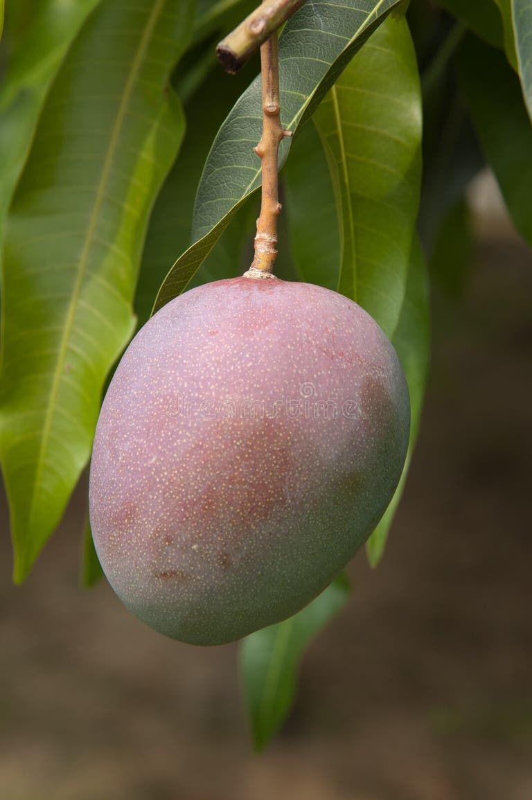 Mango Leaf Front Back Stock Photos - Free & Royalty-Free Stock Photos ...